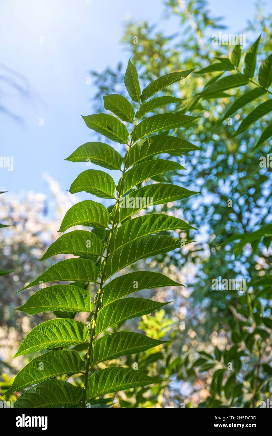 Ailanthus Altissima Tree High Resolution Stock Photography and Images ...
