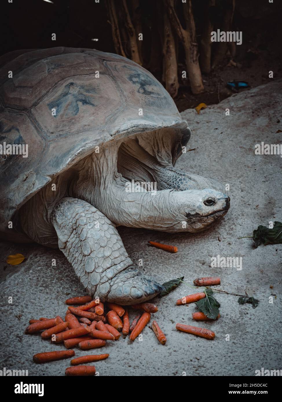 a portrait of a lovely land turtle Stock Photo - Alamy