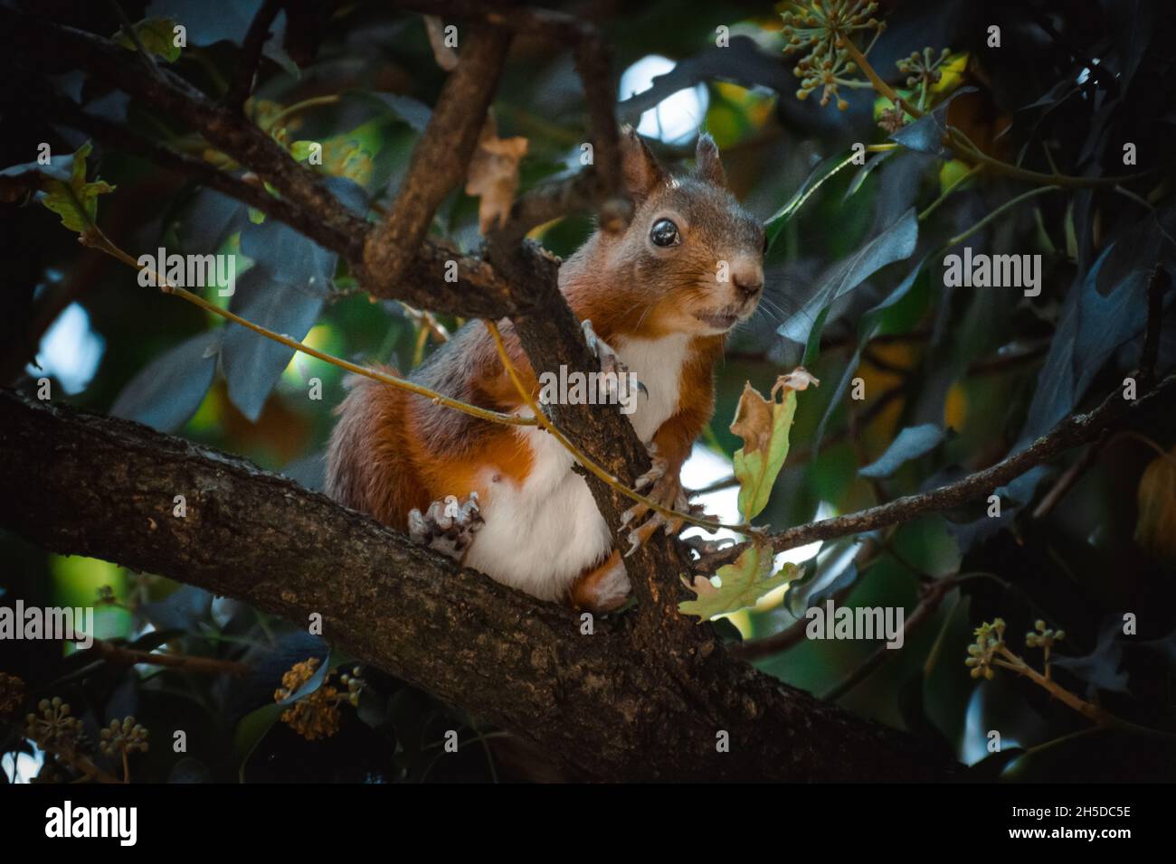 a cute squirrel relaxing on a tree Stock Photo - Alamy