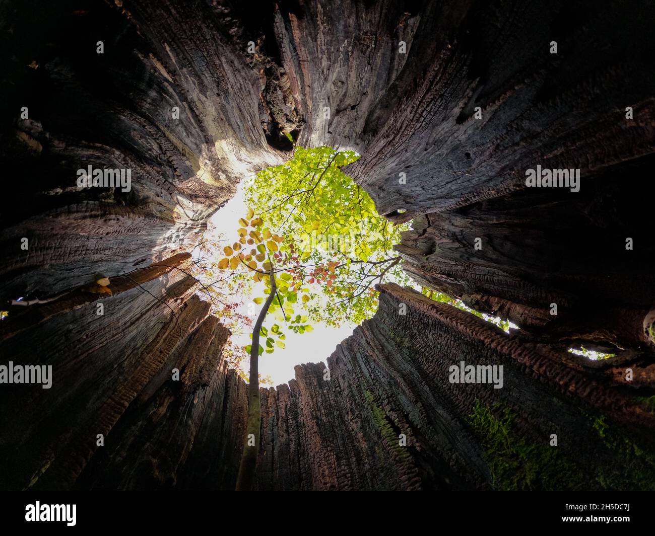 Small tree growing from old tree stump, sky and tree, camera is in tree ...