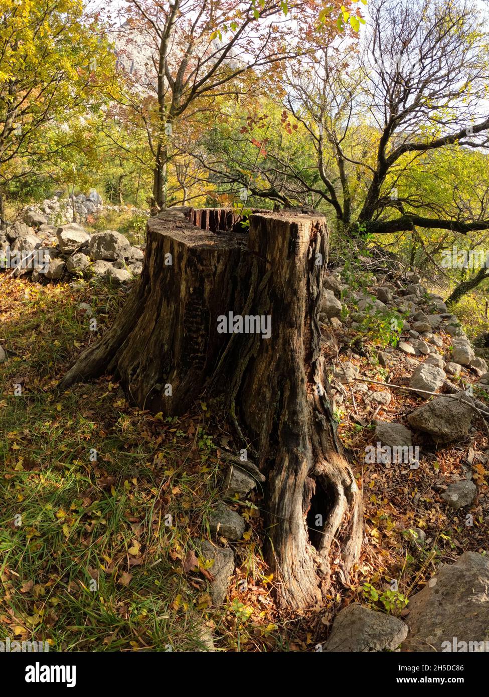 Old tree stump what is empty in the middle and new tree grows from the ...