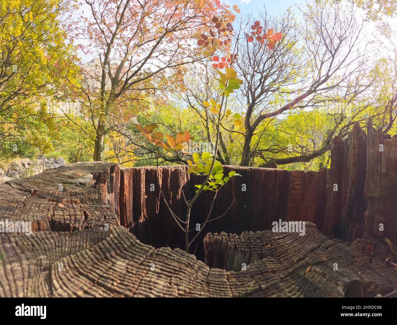 Old Tree Stump What Is Empty In The Middle And New Tree Grows From The Empty Space Stock Photo old-tree-stump-what-is-empty-in-the-middle-and-new-tree-grows-from-the-empty-space-stock-photo