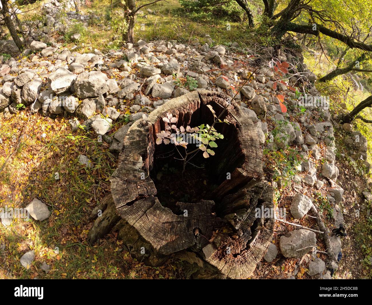 Old tree stump what is empty in the middle and new tree grows from the ...