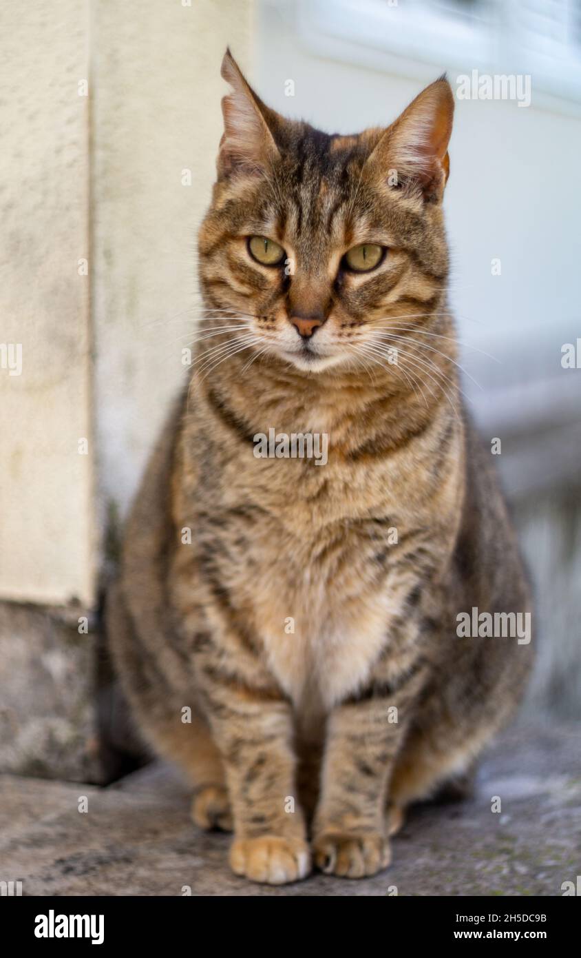 Cat looking in to camera Stock Photo - Alamy