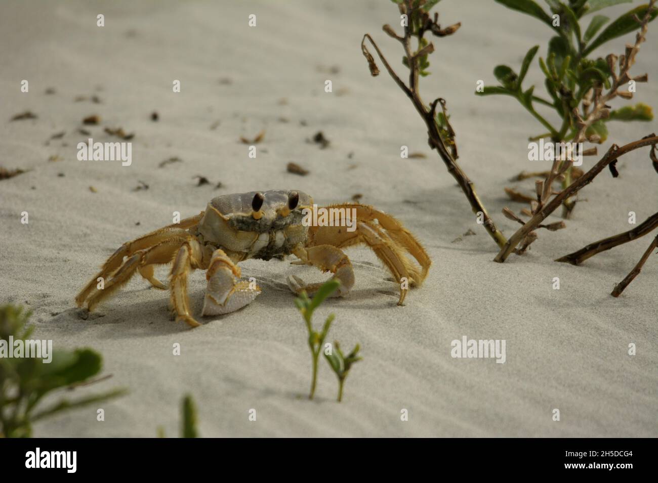 Closeup of a crab on beach sand, North Carolina Stock Photo - Alamy