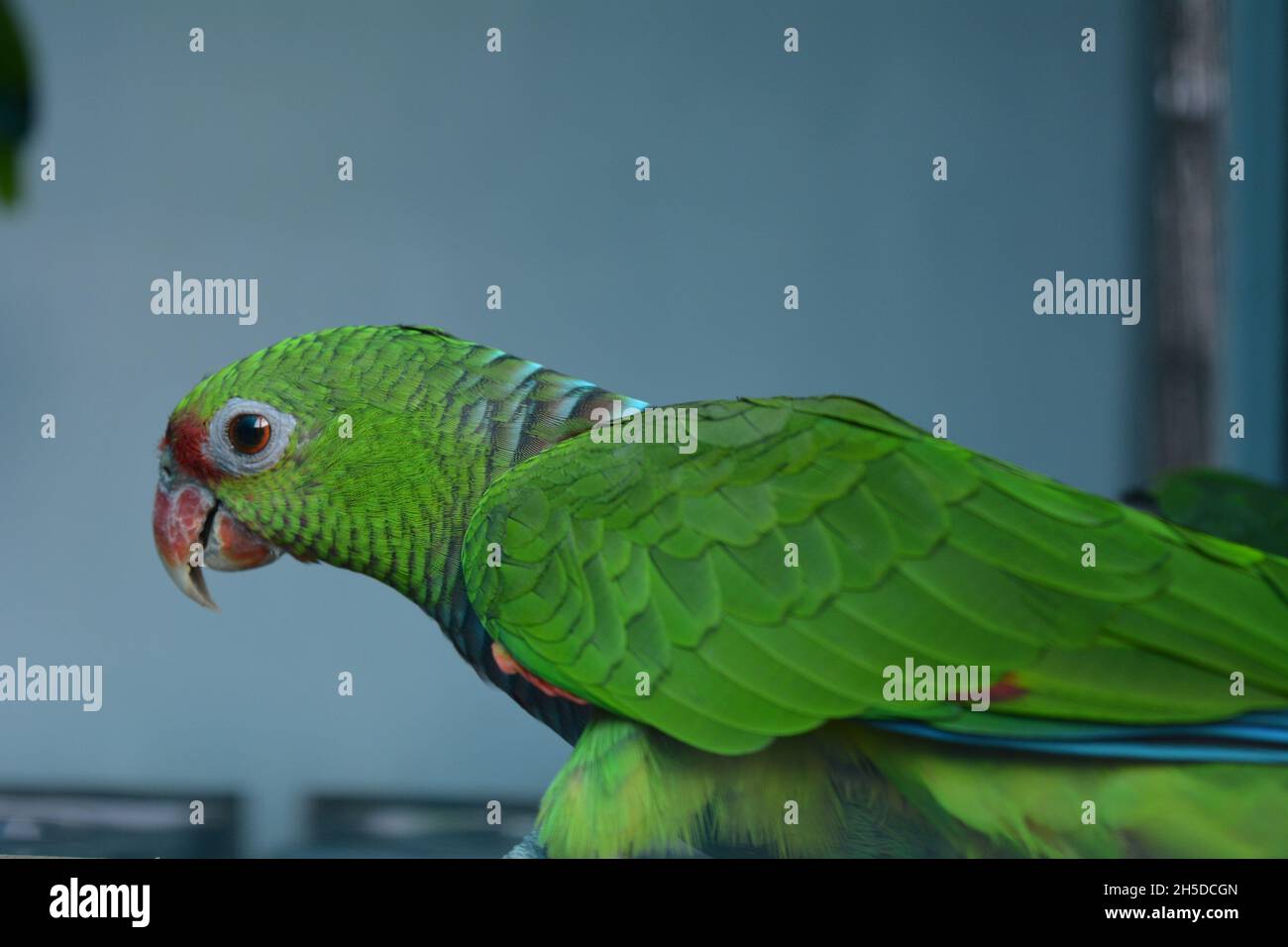 Green parrot in captivity eating seeds Stock Photo - Alamy