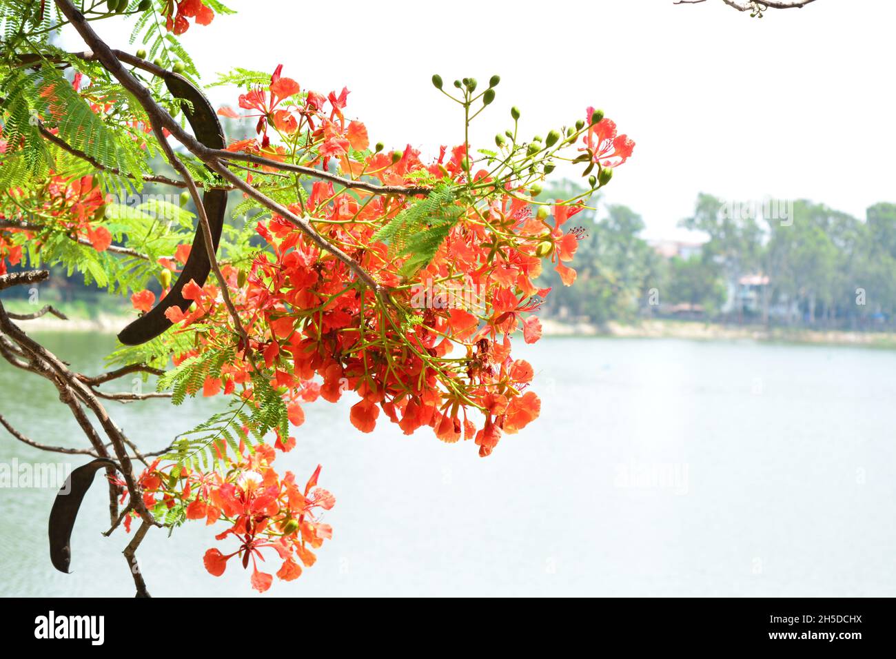Closeup shot of a beautiful tree branch and the sea in Lalbagh ...