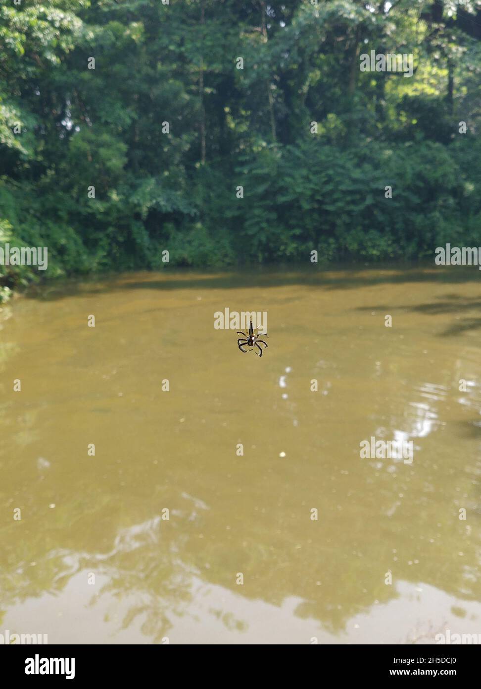 Spider in pond hi-res stock photography and images - Alamy