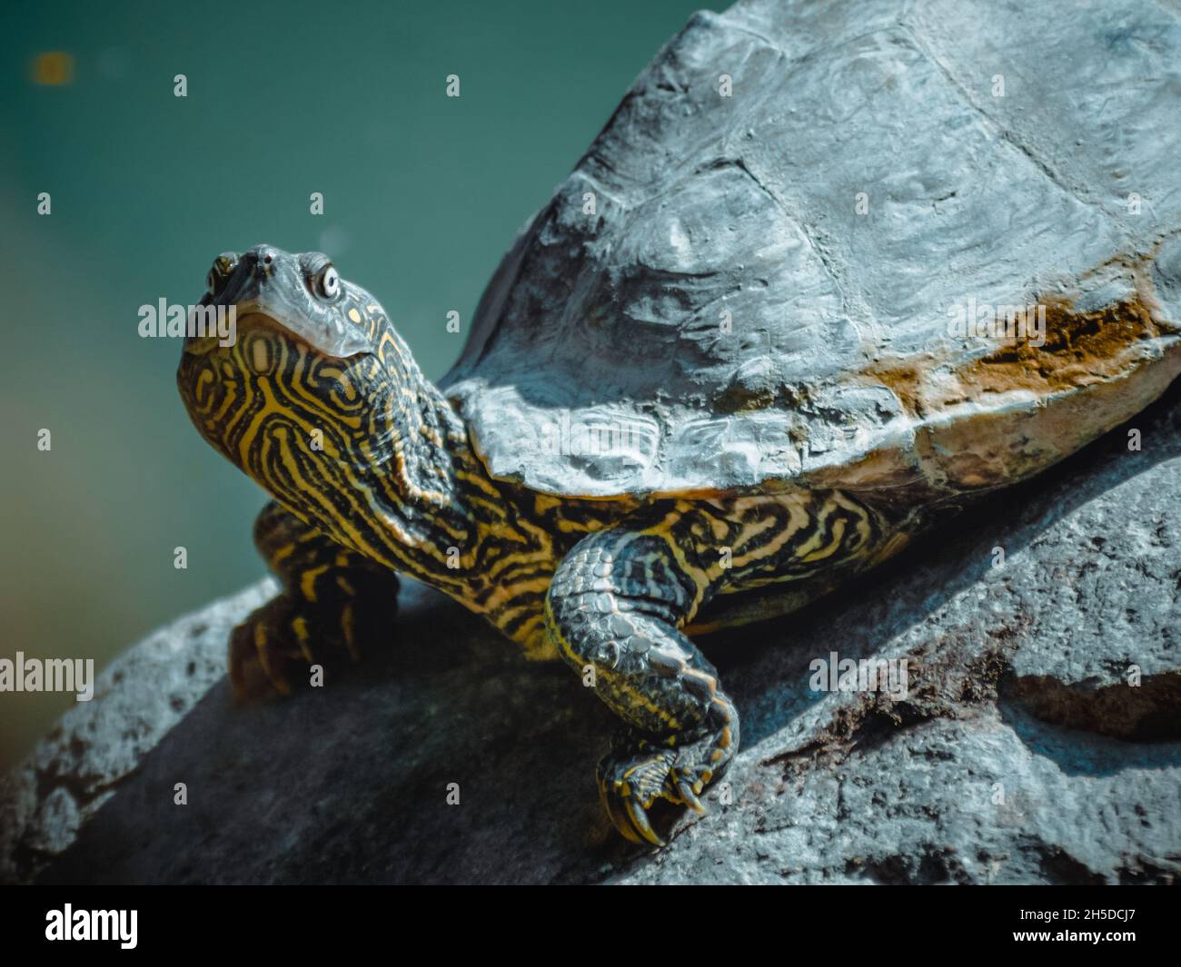 a fantastic portrait of a lovely turtle Stock Photo - Alamy