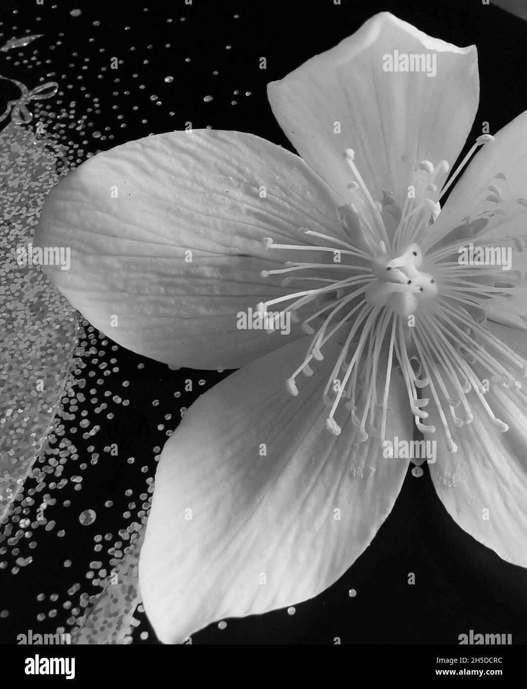 Vertical grayscale closeup of flower petals and stigma detail Stock ...