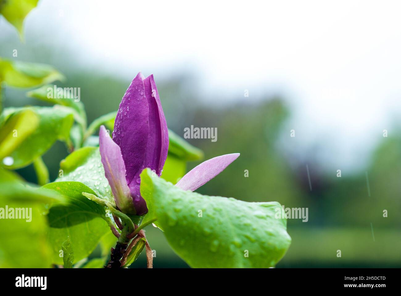 Magnolias in new zealand hi-res stock photography and images - Alamy