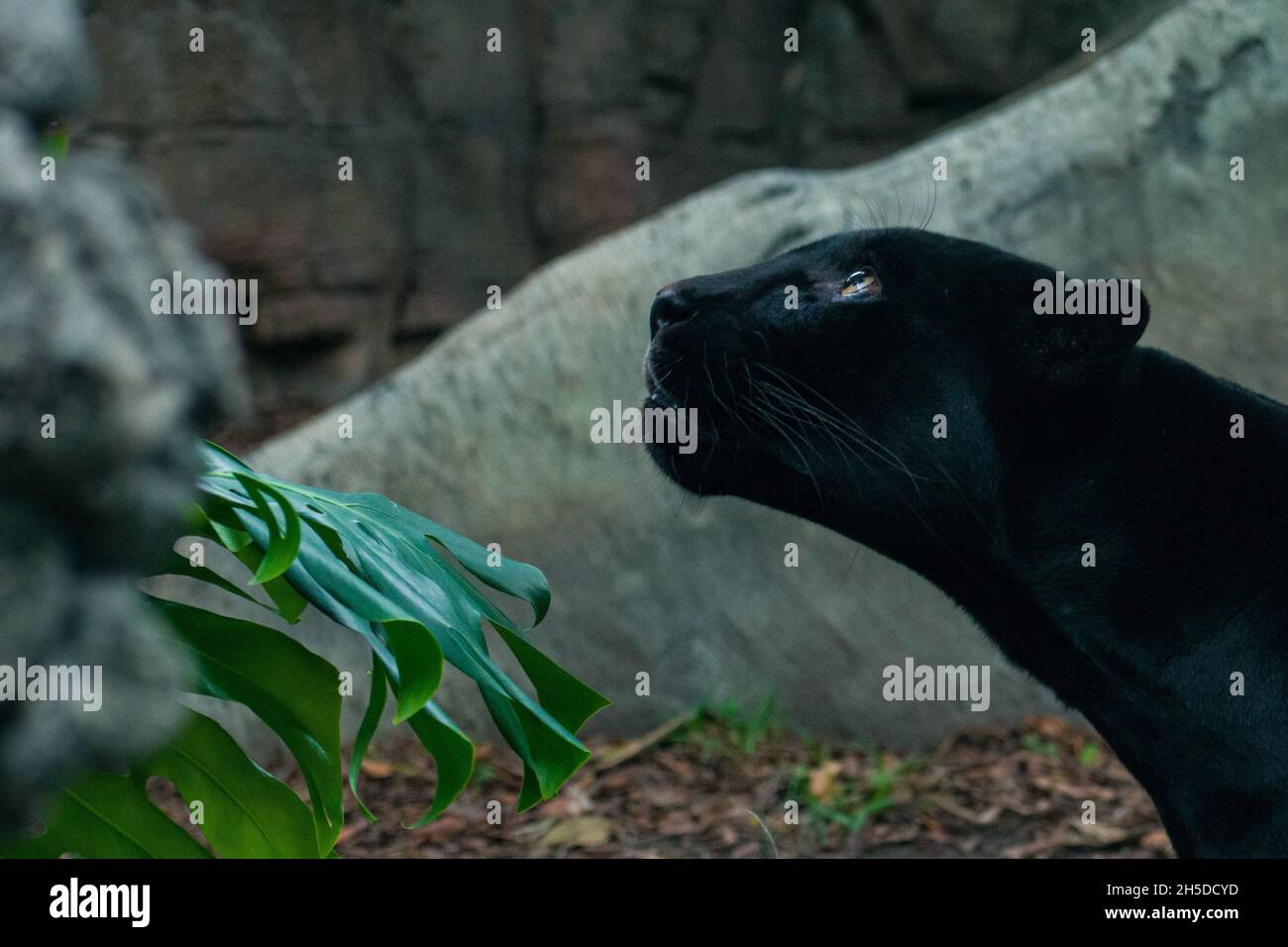 Closeup of the black panther profile Stock Photo - Alamy
