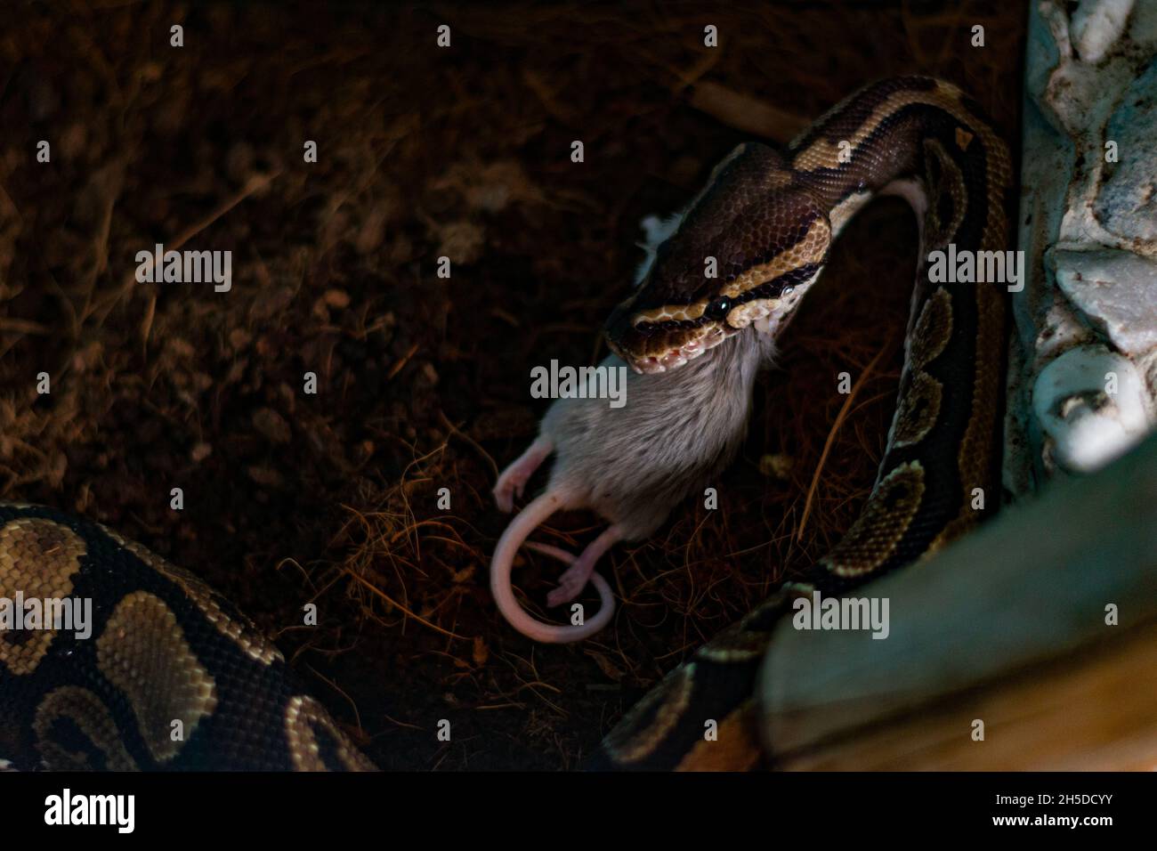 Rat attack hi-res stock photography and images - Alamy