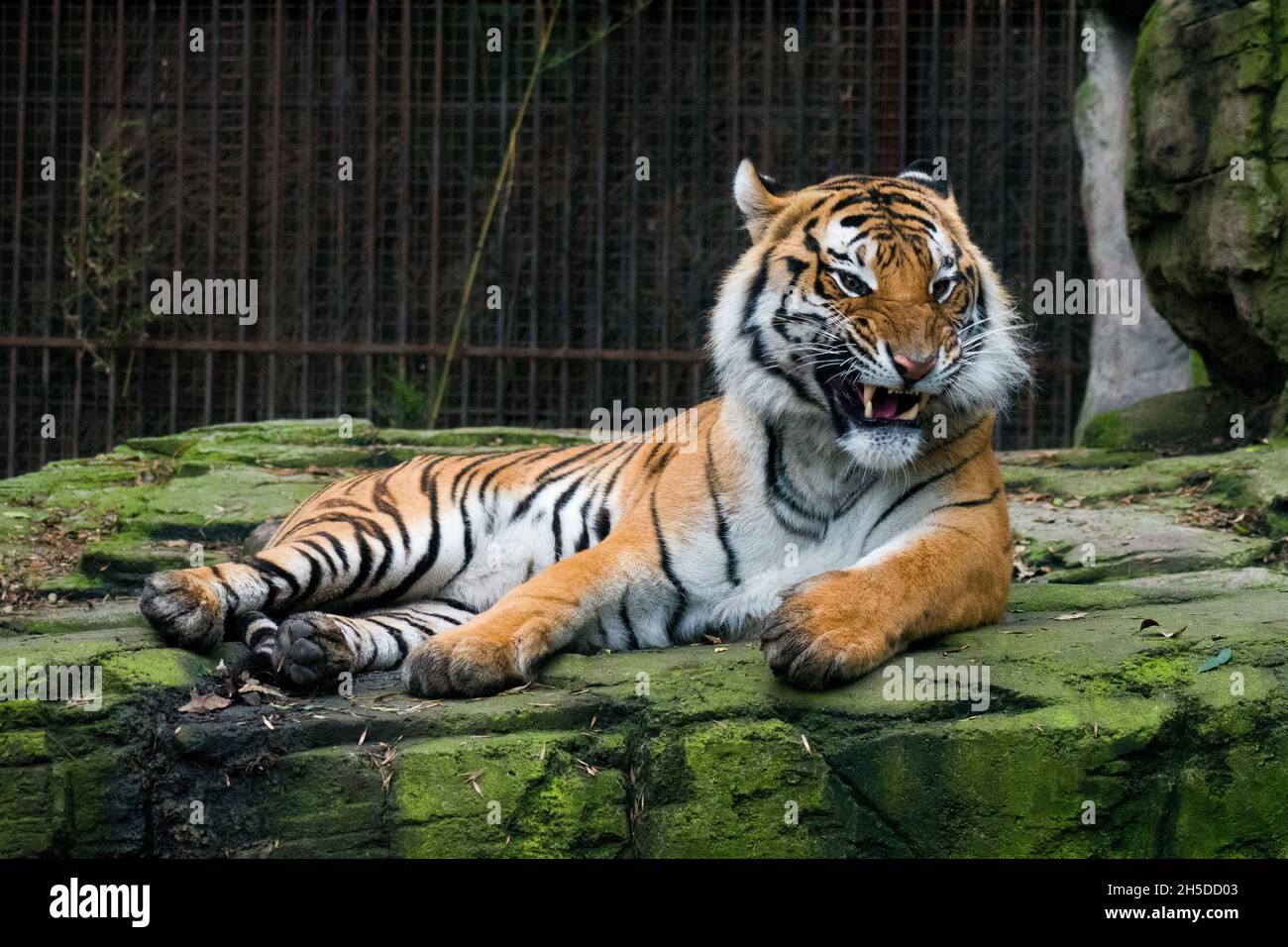 Closeup of the tiger lying on the ground and growling Stock Photo - Alamy
