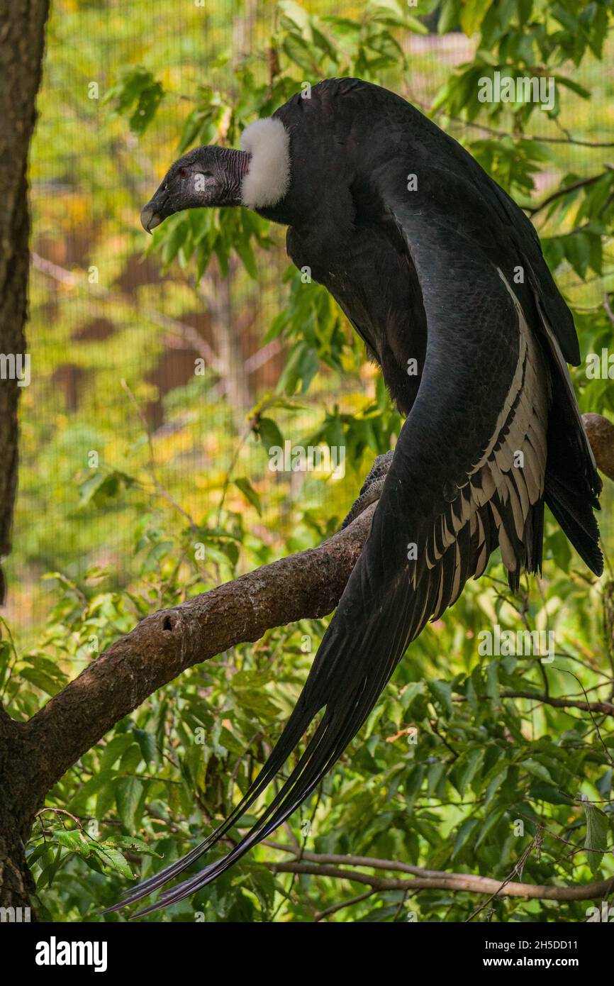 Andean condor ornithology hi-res stock photography and images - Alamy