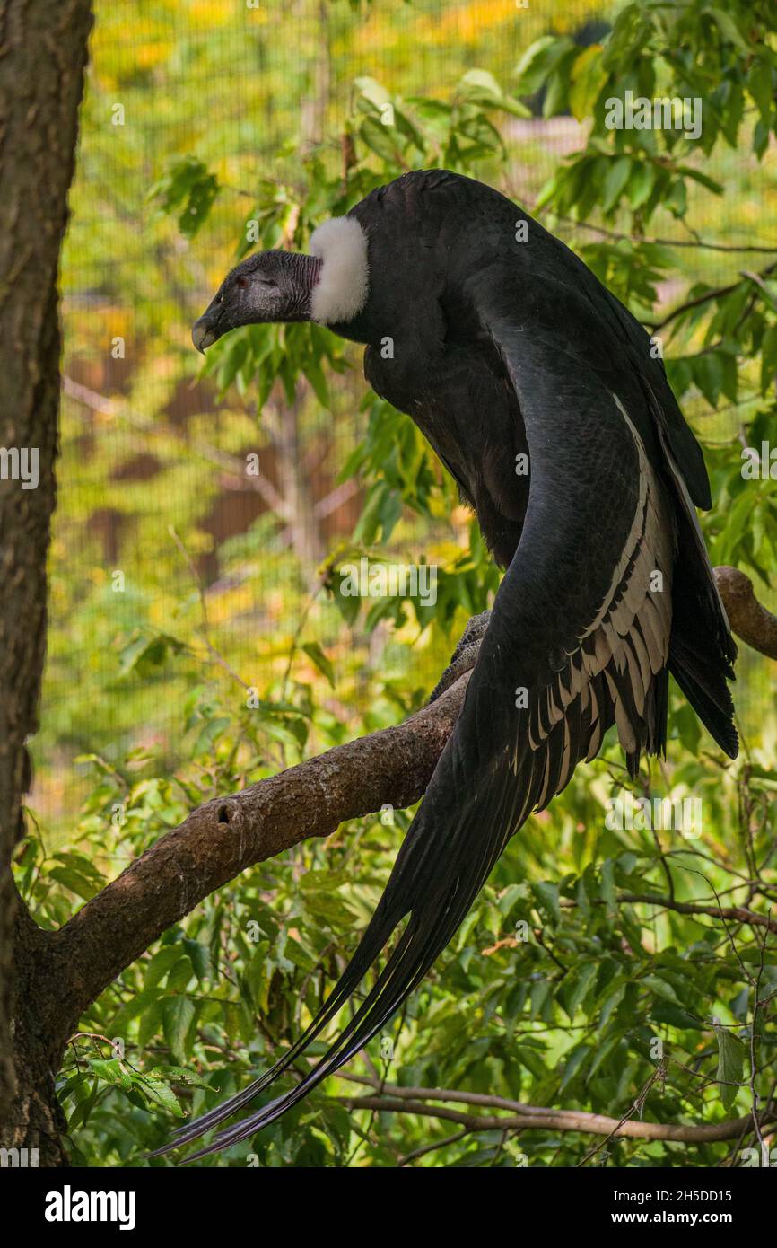 Condor feathers hi-res stock photography and images - Alamy