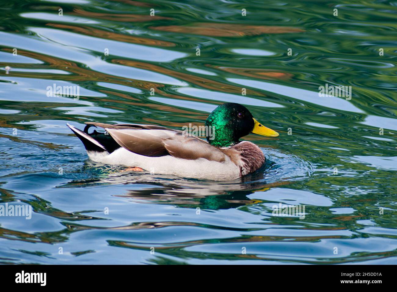 Closeup of the male mallard swimming in the lake Stock Photo - Alamy