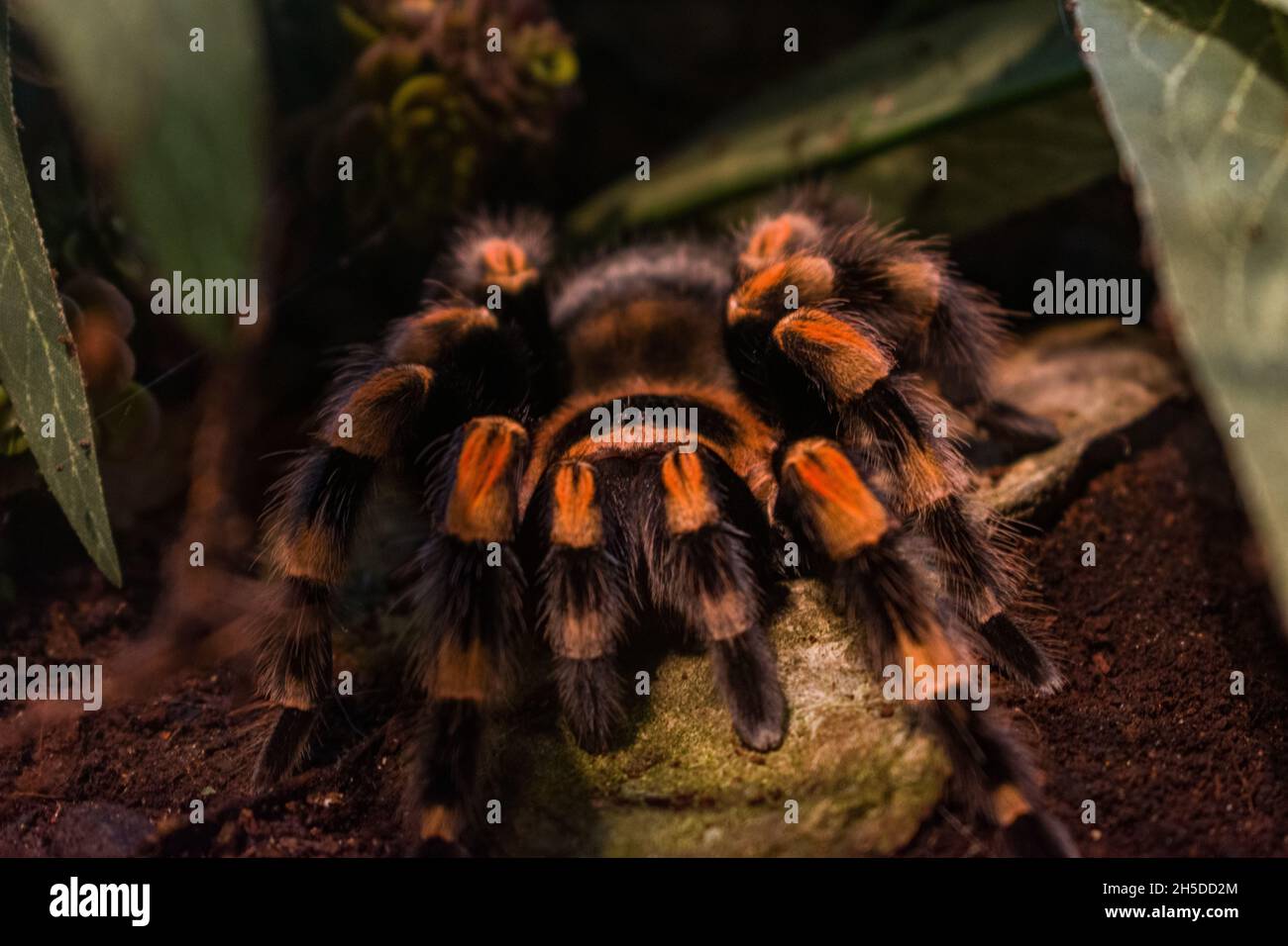 Closeup of the Smith's Redknee Tarantula. Brachypelma smithi Stock ...