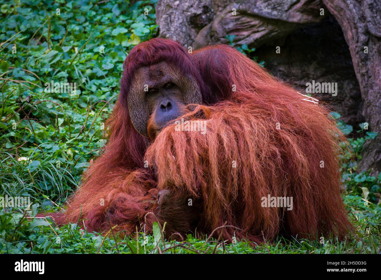 Ginger monkey hi-res stock photography and images - Alamy