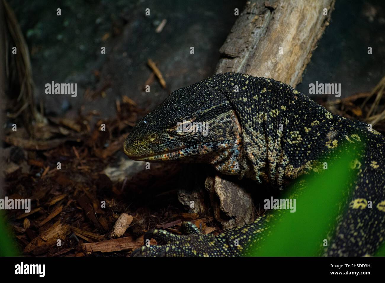 Closeup of the Nile monitor head Stock Photo - Alamy