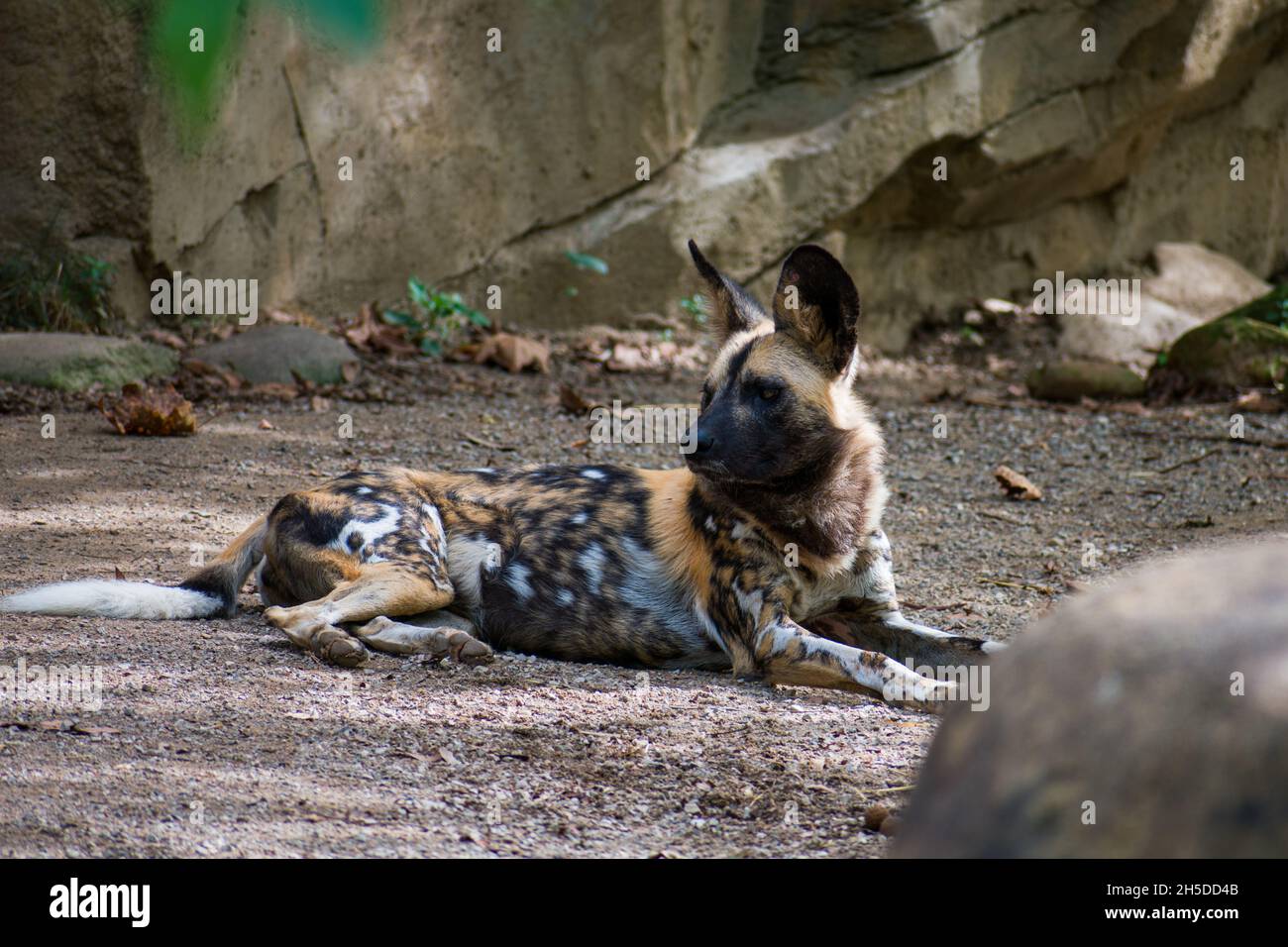 Closeup of the African wild dog in the zoo Stock Photo - Alamy