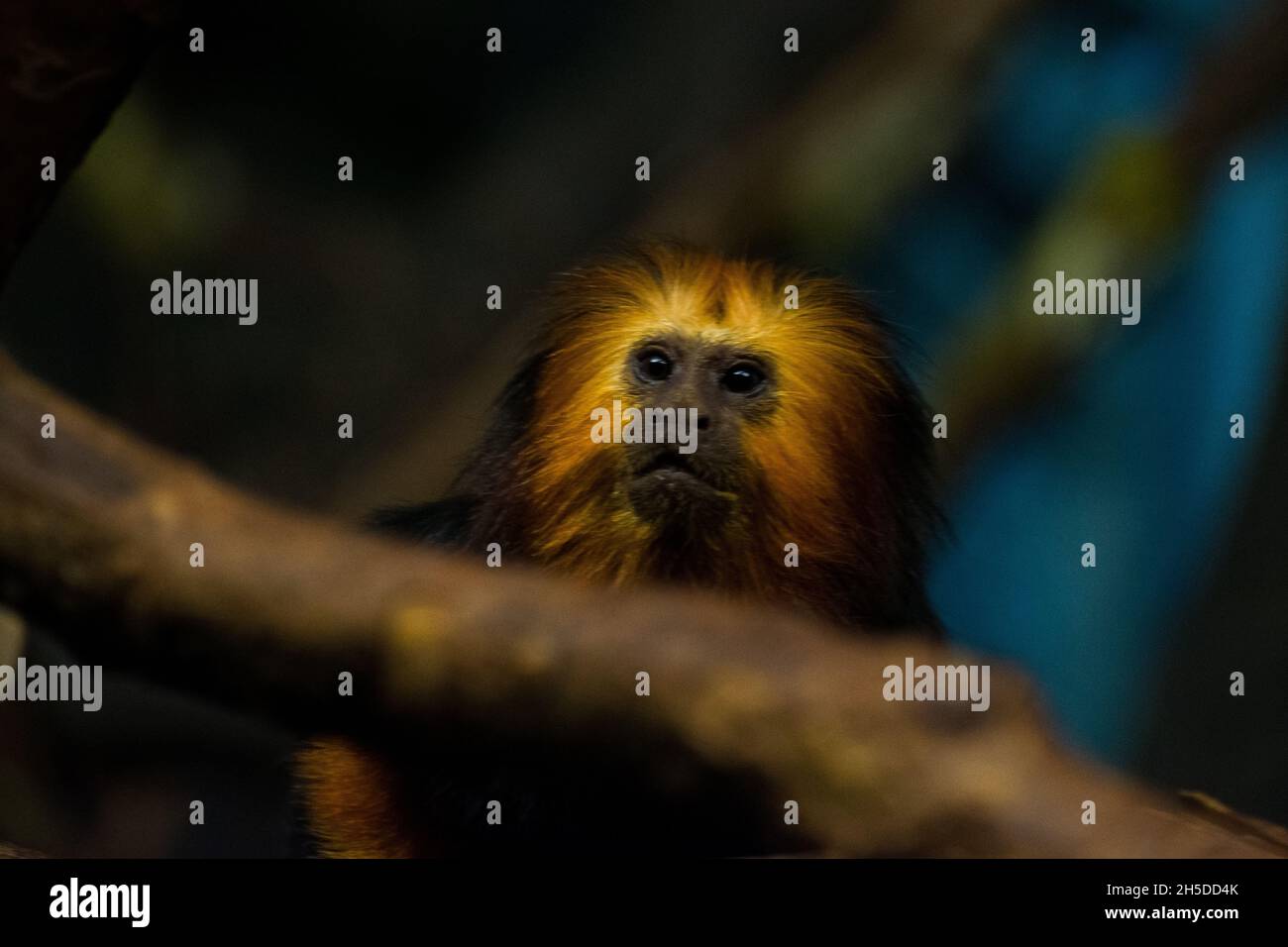 Closeup of the lion tamarin. The maned marmoset, genus Leontopithecus ...