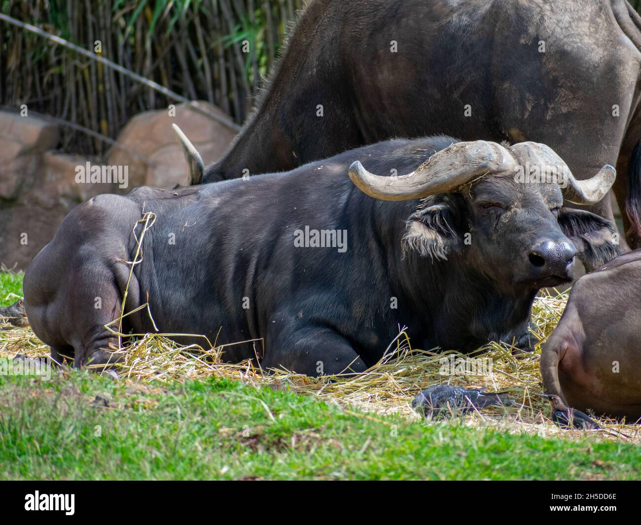 Buffalo in captivity hi-res stock photography and images - Alamy