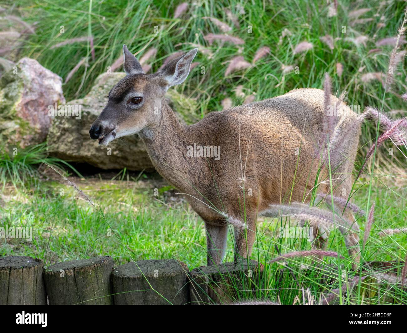 Closeup of the doe in the zoo Stock Photo - Alamy
