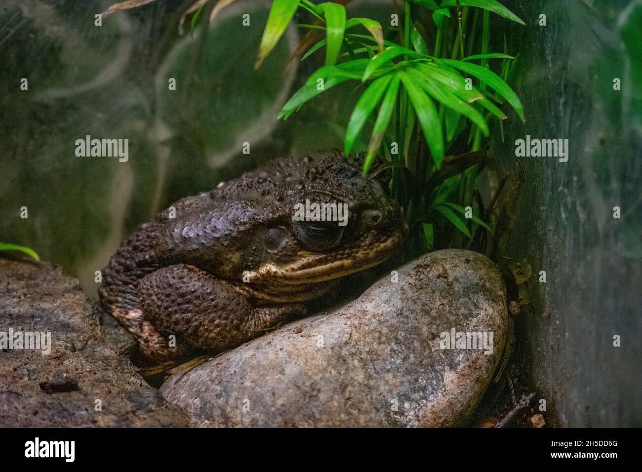 Resting toad hi-res stock photography and images - Alamy