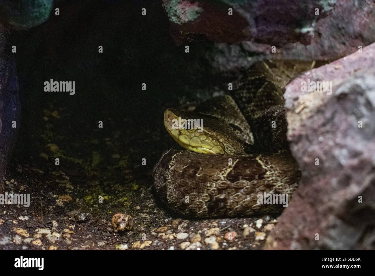 Closeup of the rattlesnake hiding under rocks Stock Photo - Alamy