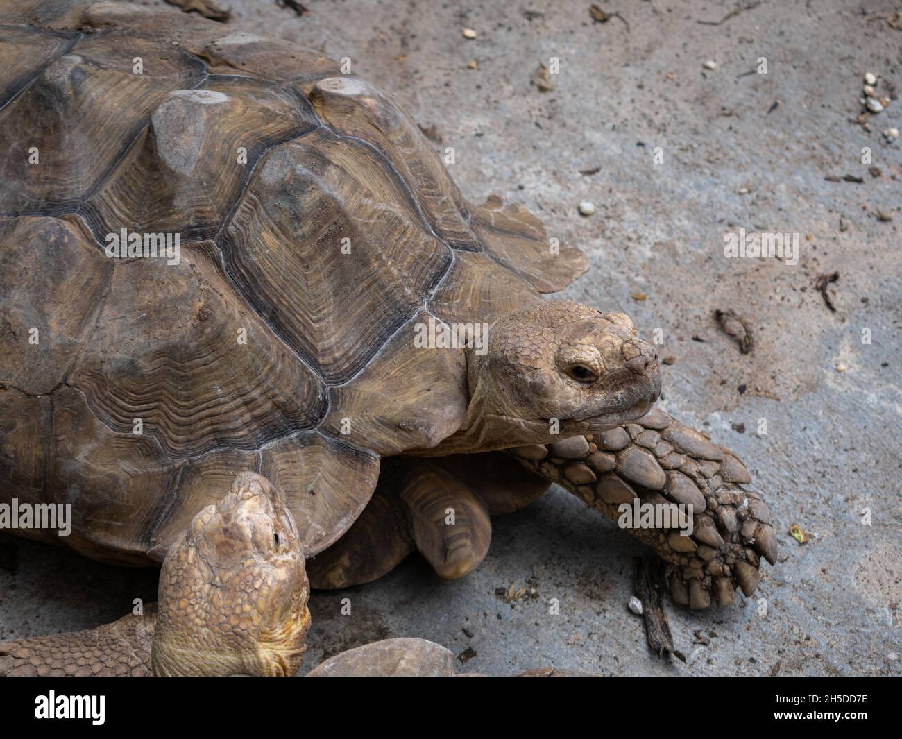 Closeup of the tortoises in the zoo Stock Photo - Alamy