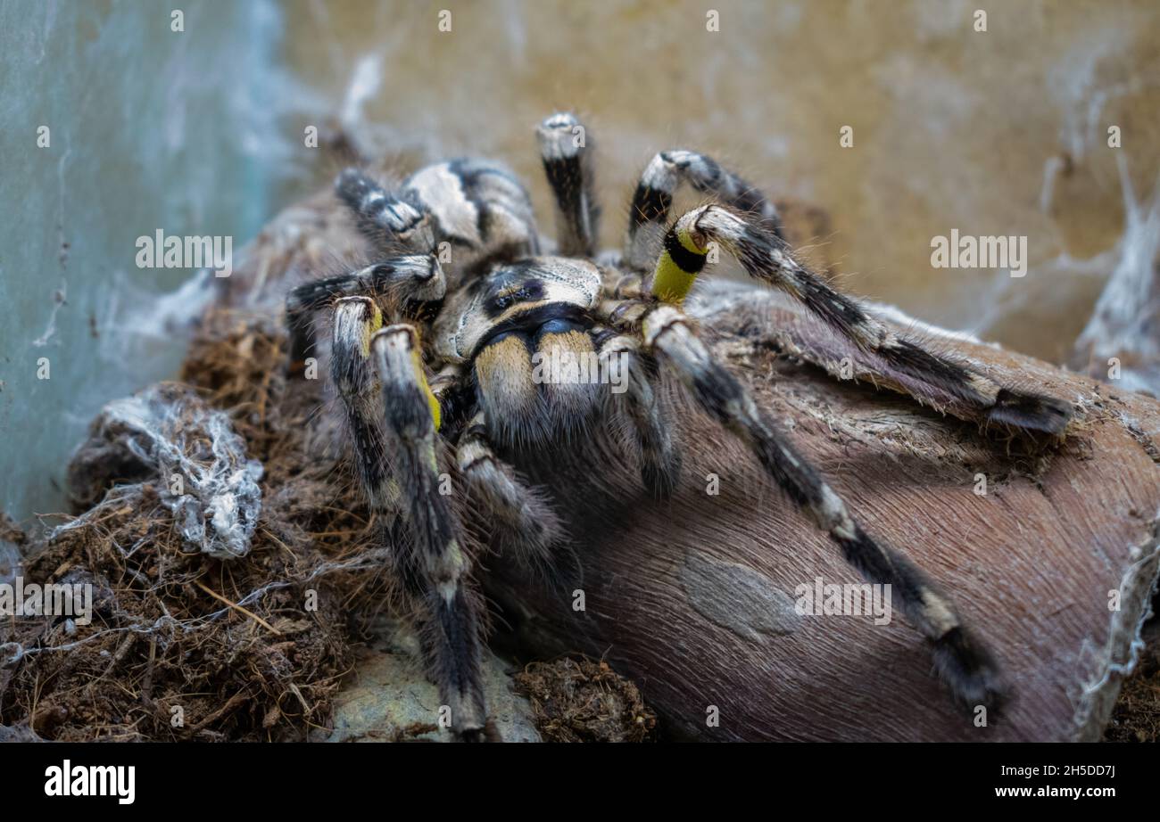 Tarantulas legs hi-res stock photography and images - Alamy