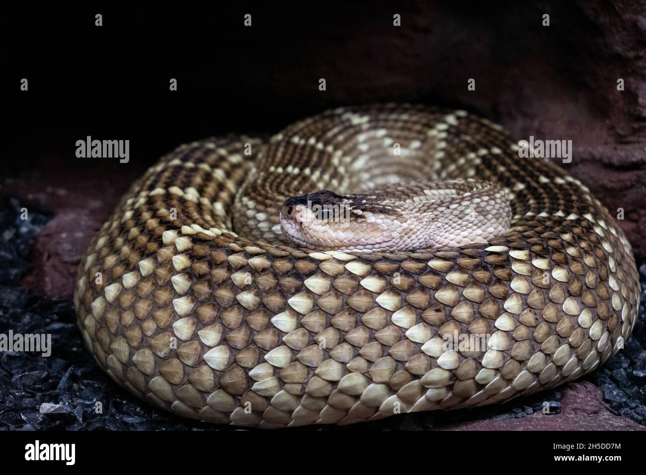 Closeup of the rattlesnake skin pattern Stock Photo - Alamy