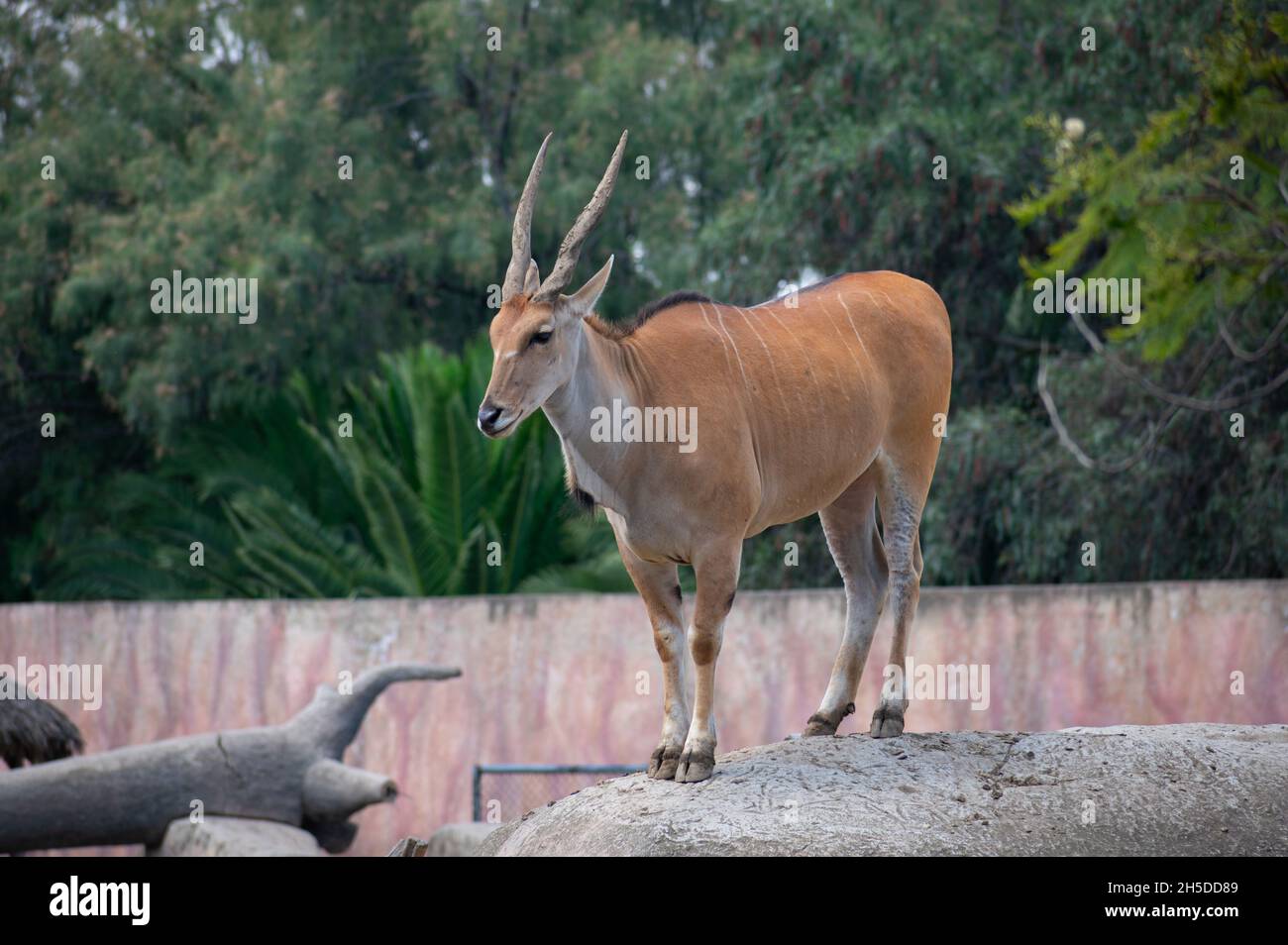 Common eland, also known as the southern eland or eland antelope Stock ...