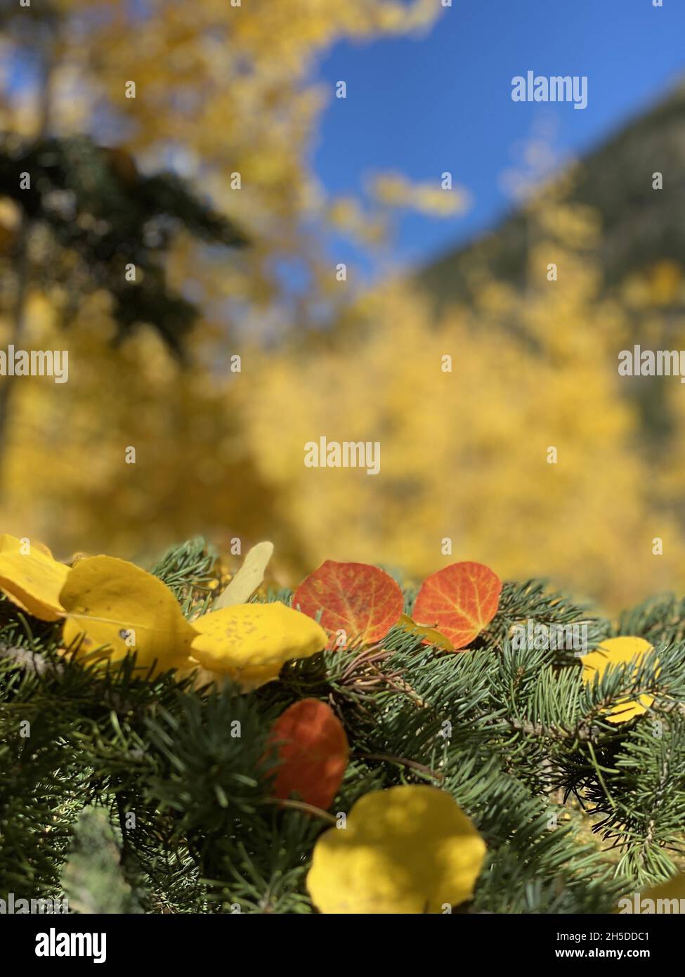 Vertical shot of colorful leaves on a pine branch - backdrop with space ...
