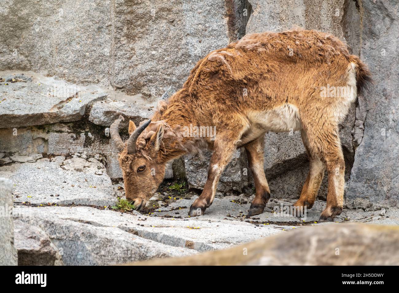 Mountain goat or East caucasian tur, female, latin name Carpa ...