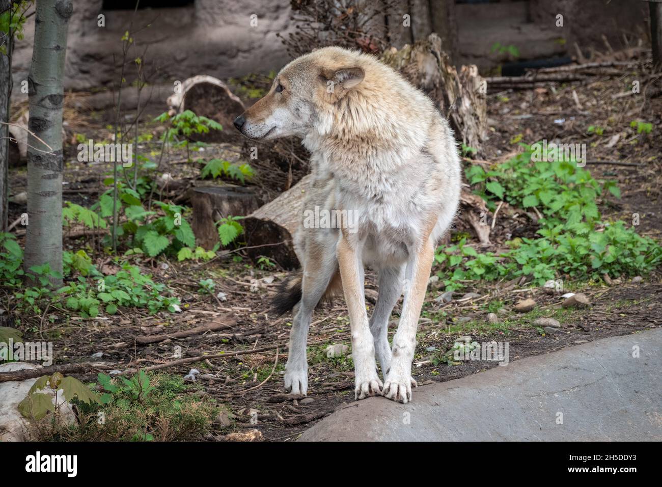 Gray wolf in forest on the green grass. The wolf, Canis lupus, also ...