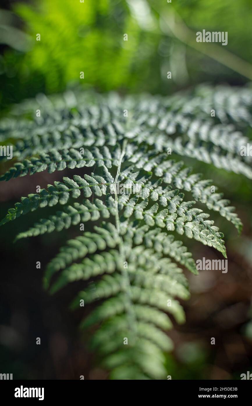 Ertical shot of a fresh fern leaf Stock Photo - Alamy
