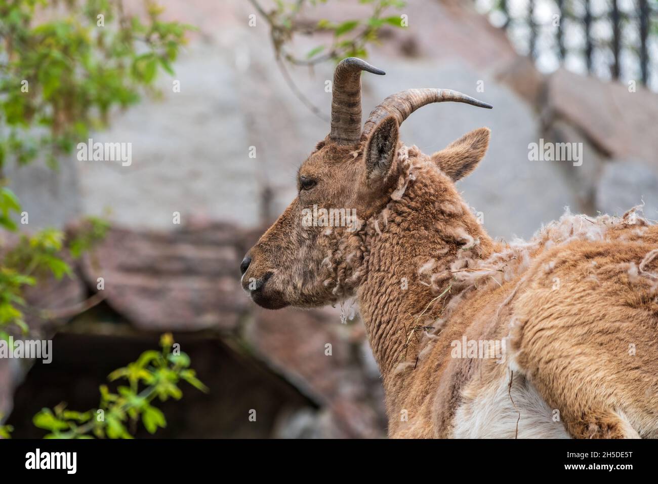 Mountain goat or East caucasian tur, female, latin name Carpa ...