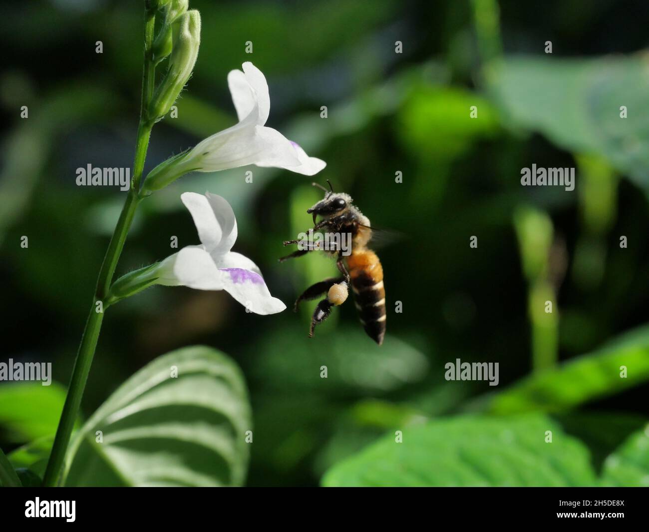 Giant honey bee seeking nectar on white Chinese violet or coromandel or ...