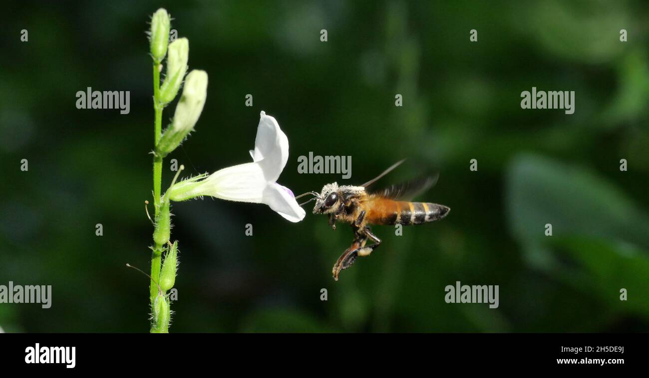 Giant honey bee seeking nectar on white Chinese violet or coromandel or ...