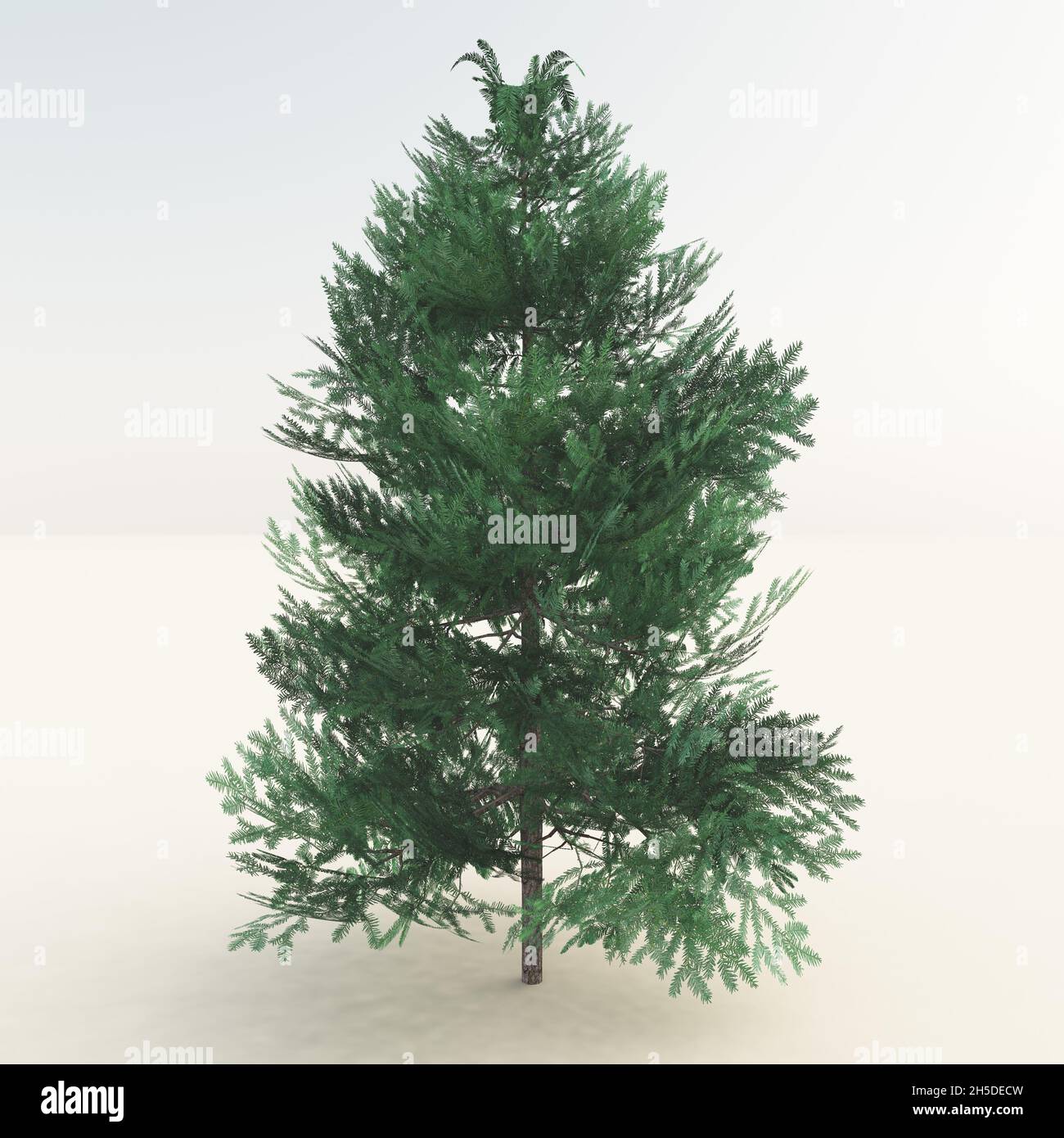 3D render of a single evergreen tree in a vast, empty white environment ...