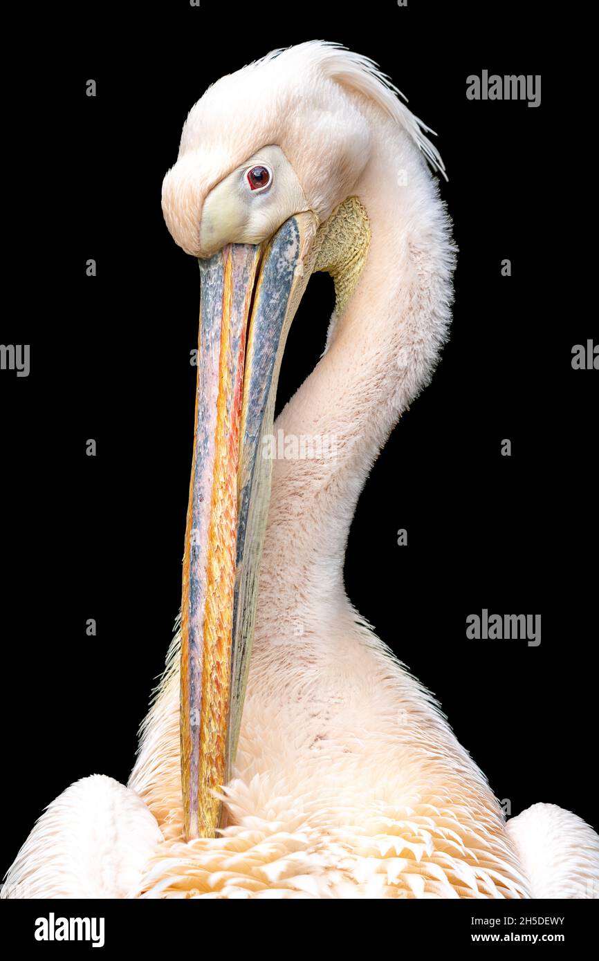 Close up shot on the head and long neck of the pelican with black ...