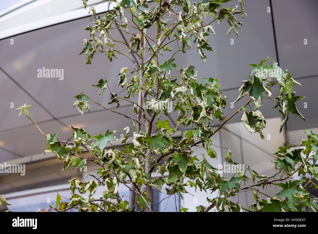 Wilting tree branches hi-res stock photography and images - Alamy