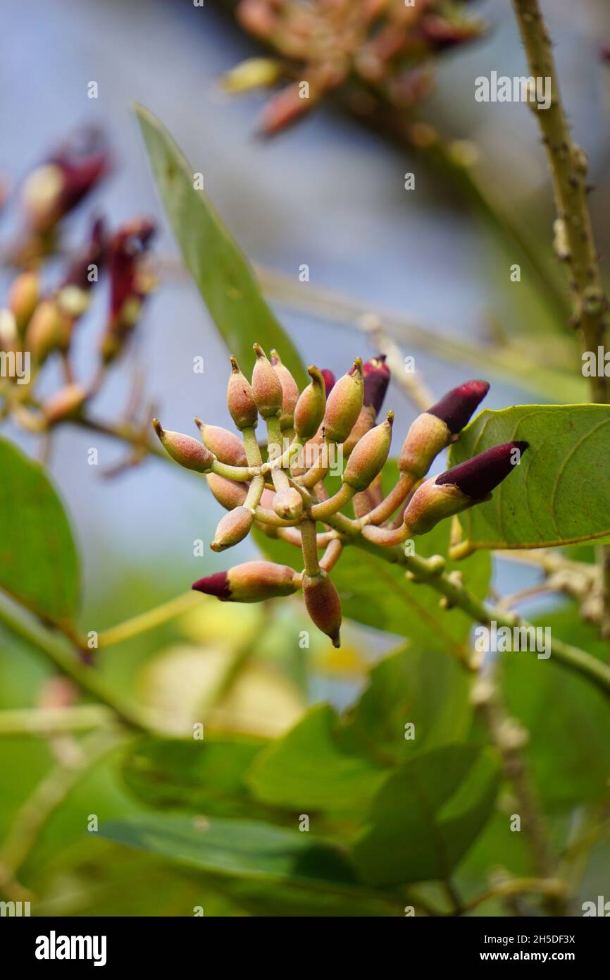 Erythrina fusca (Also purple coraltree, gallito, bois immortelle ...