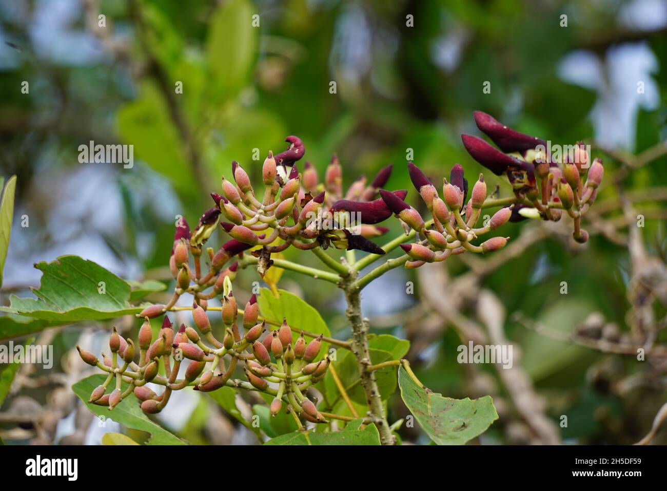 Erythrina fusca (Also purple coraltree, gallito, bois immortelle ...