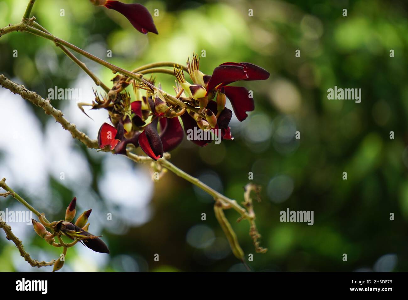Erythrina fusca (Also purple coraltree, gallito, bois immortelle ...