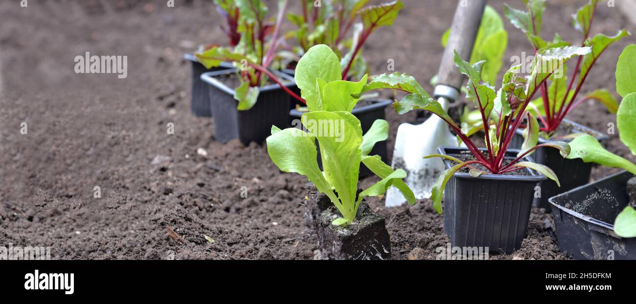 Beetroot seedling hi-res stock photography and images - Alamy