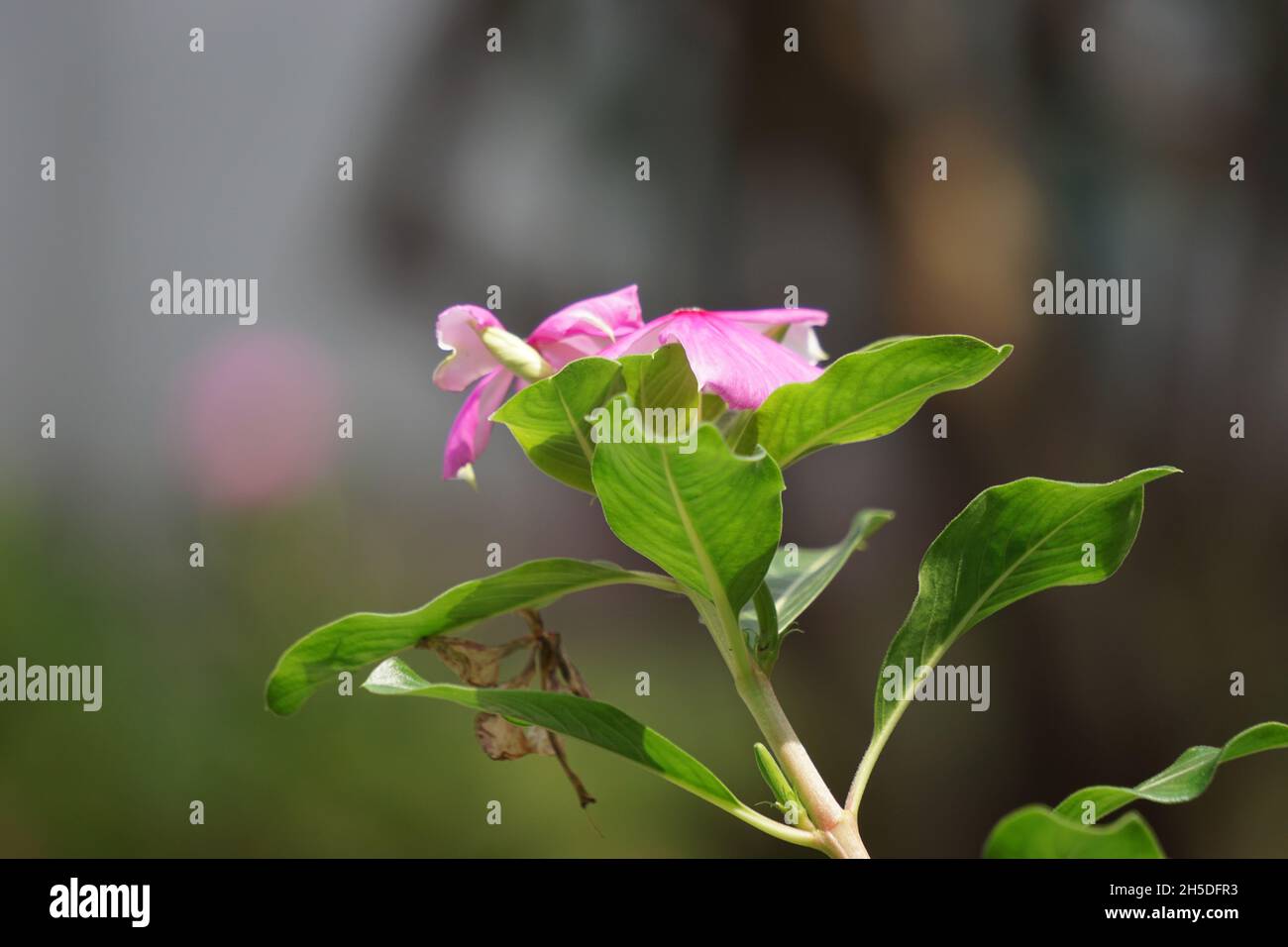 Catharanthus roseus (bright eyes, Cape periwinkle, graveyard plant ...