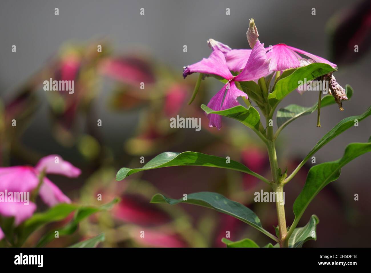 Catharanthus roseus (bright eyes, Cape periwinkle, graveyard plant ...